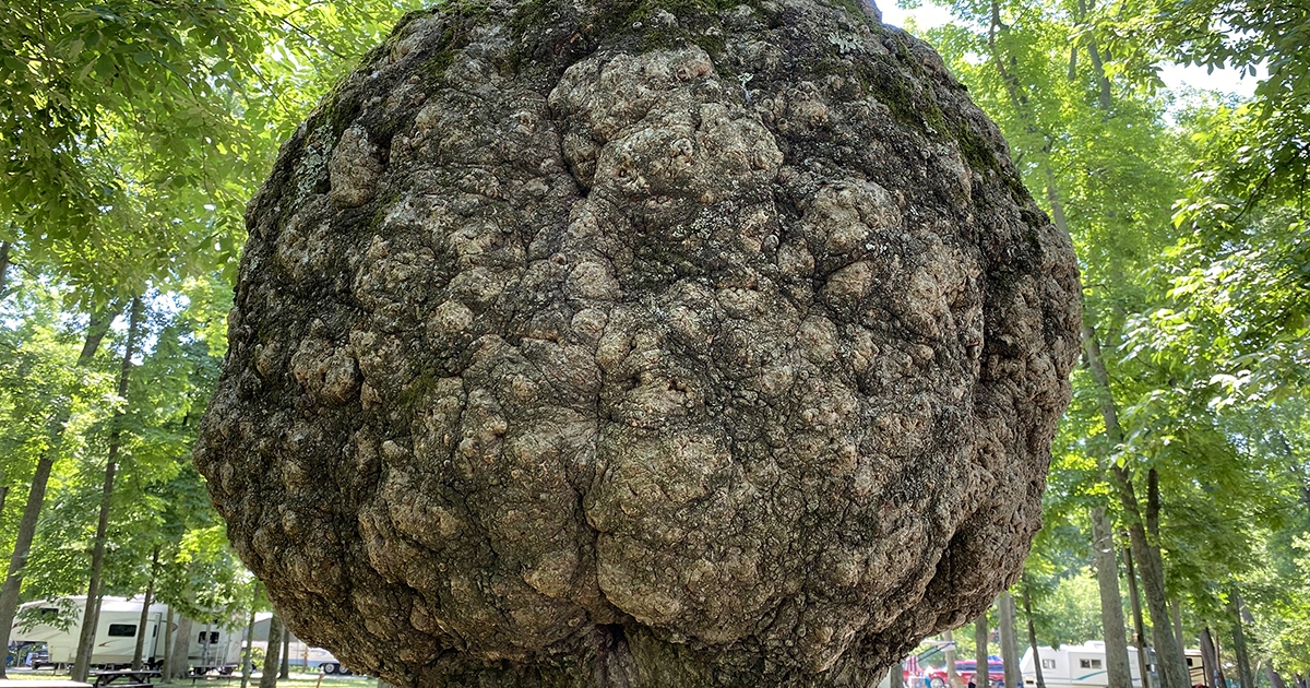 Tree Burl 180 Online Puzzle > Awesome Puzzles to Play