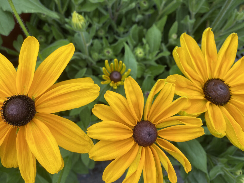 Three Black Eyed Susans 180 Jigsaw > Awesome Puzzles to Play