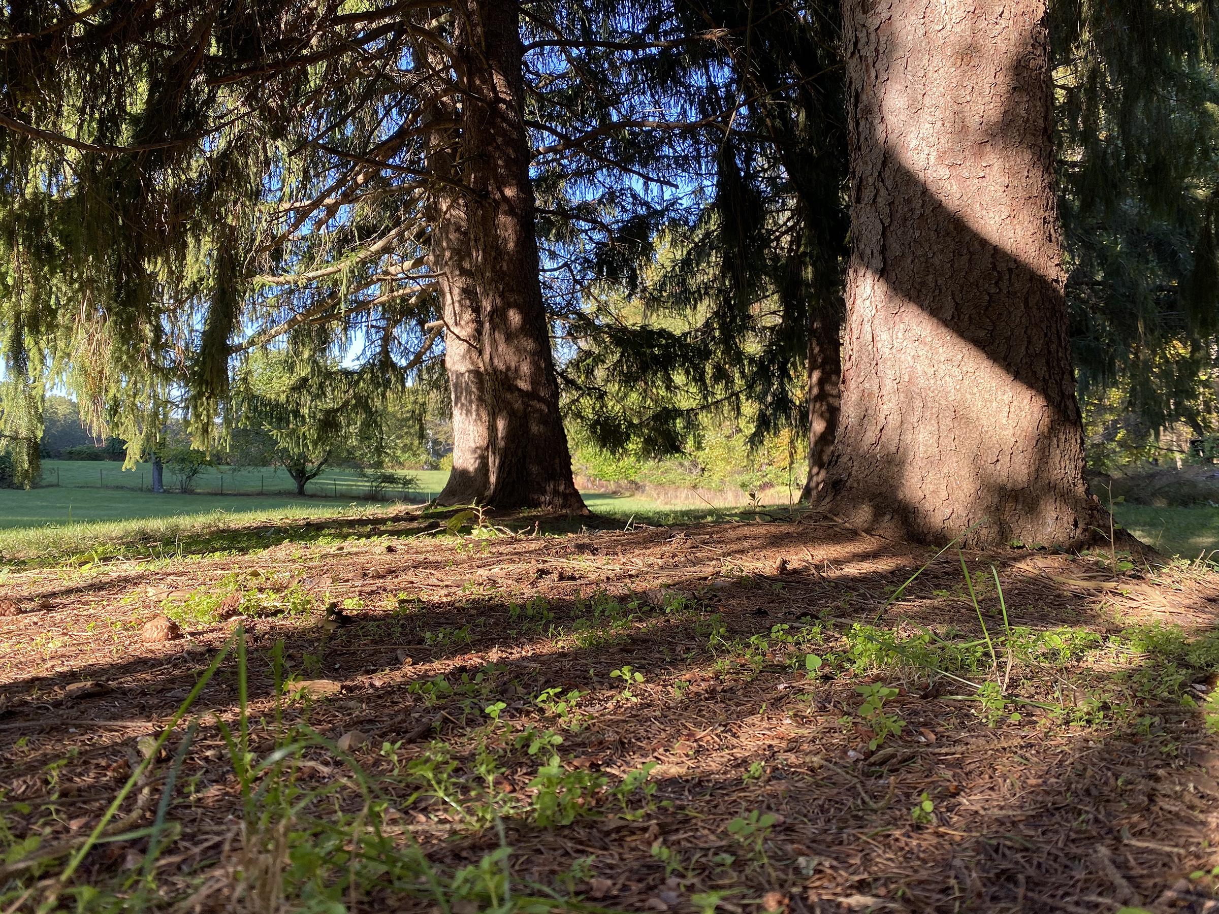 Pine Trees 35 Jigsaw Puzzle > Awesome Puzzles to Play